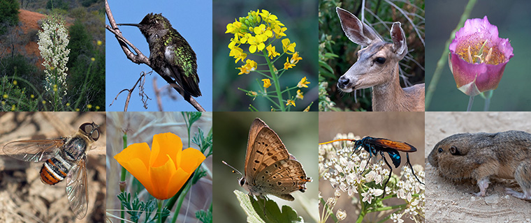 California Biodiversity “Day” in the Wilderness Park, September 8–13 ...