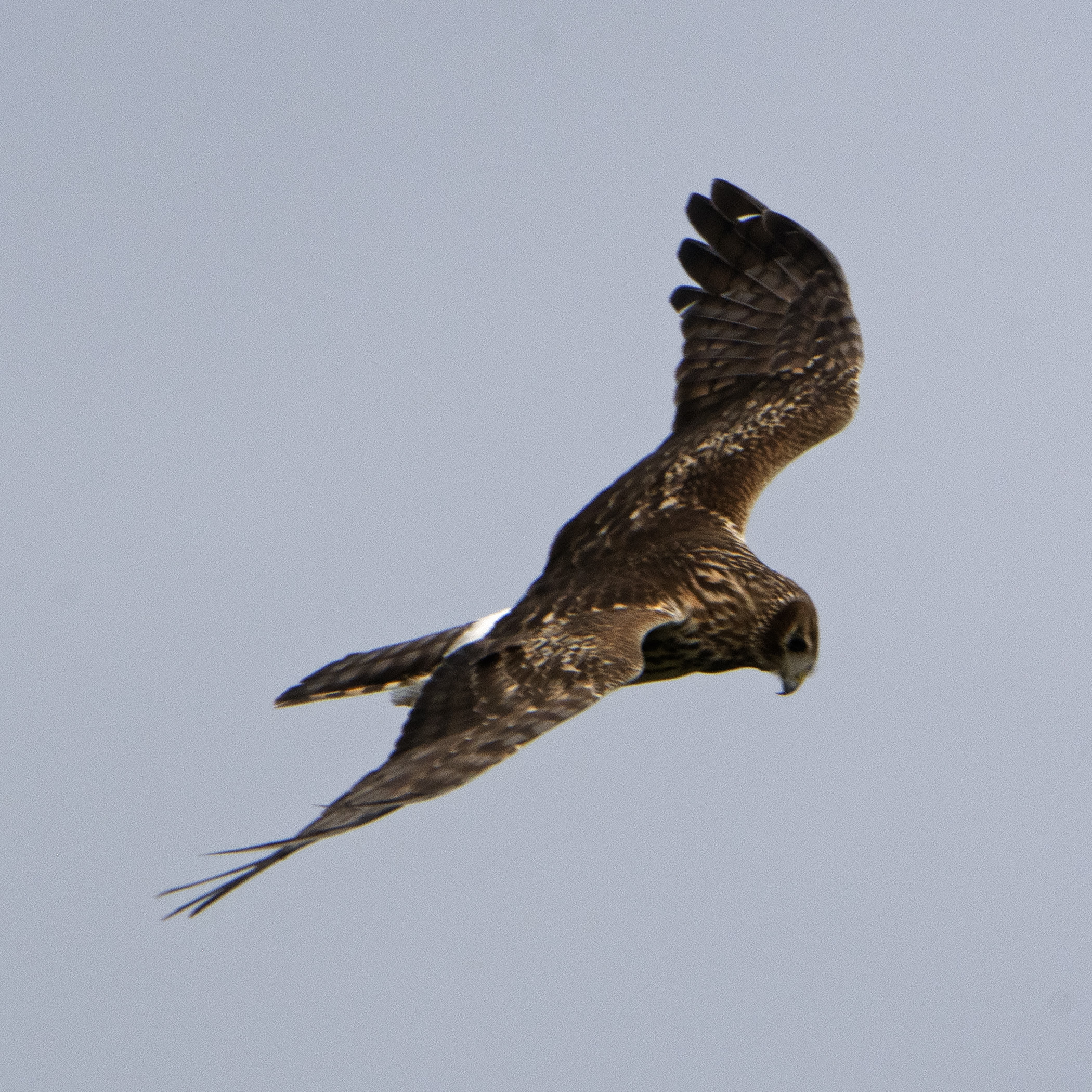 Northern Harrier Hunting in Johnson’s Pasture – Friends of the ...