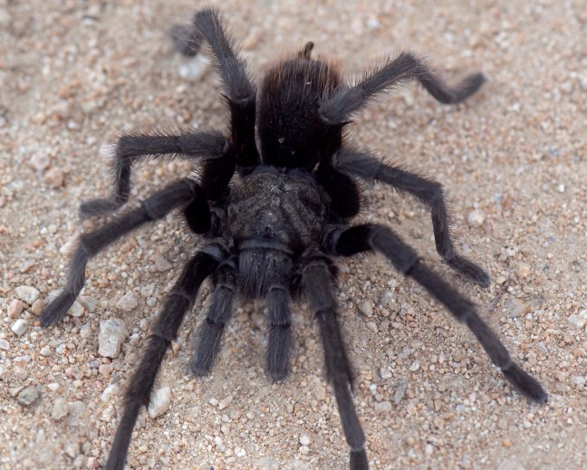 Question of the Day: Why did the tarantula cross the road? – Friends of ...