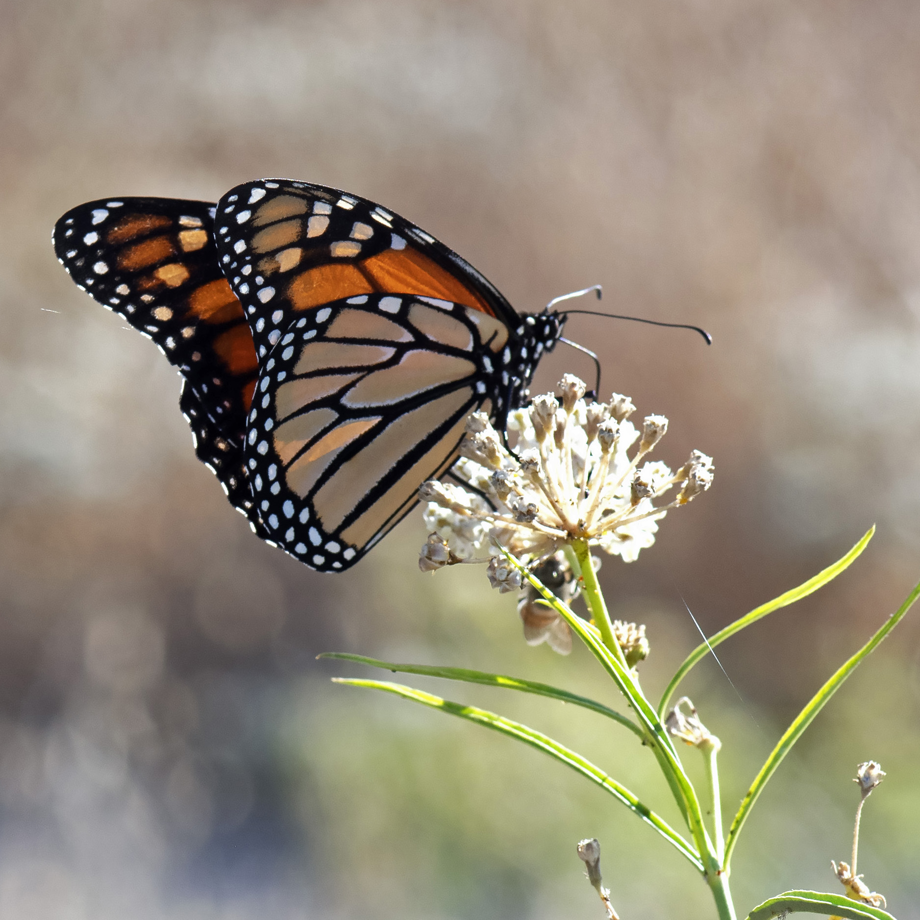 Monarch & Milkweed Monitoring – Friends of the Claremont Hills ...