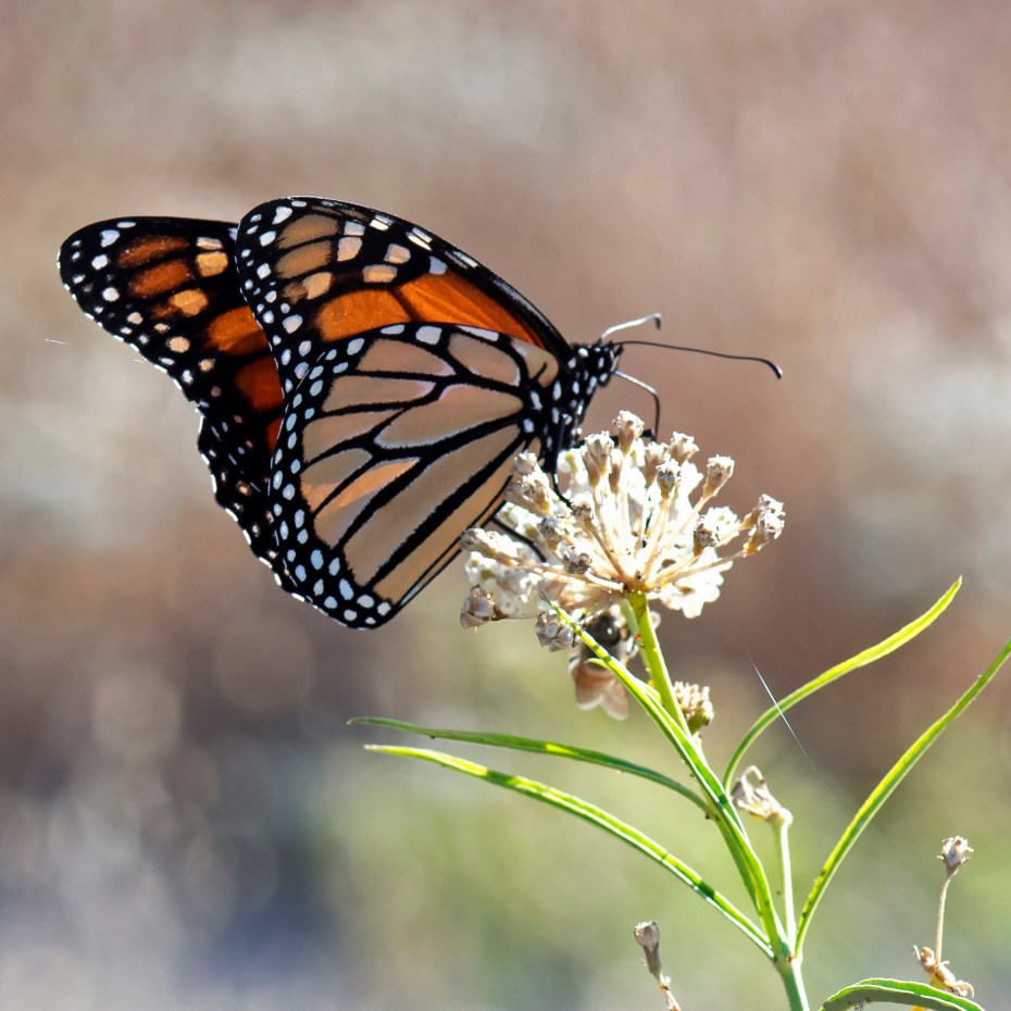 Monarch & Milkweed Monitoring – Friends of the Claremont Hills ...