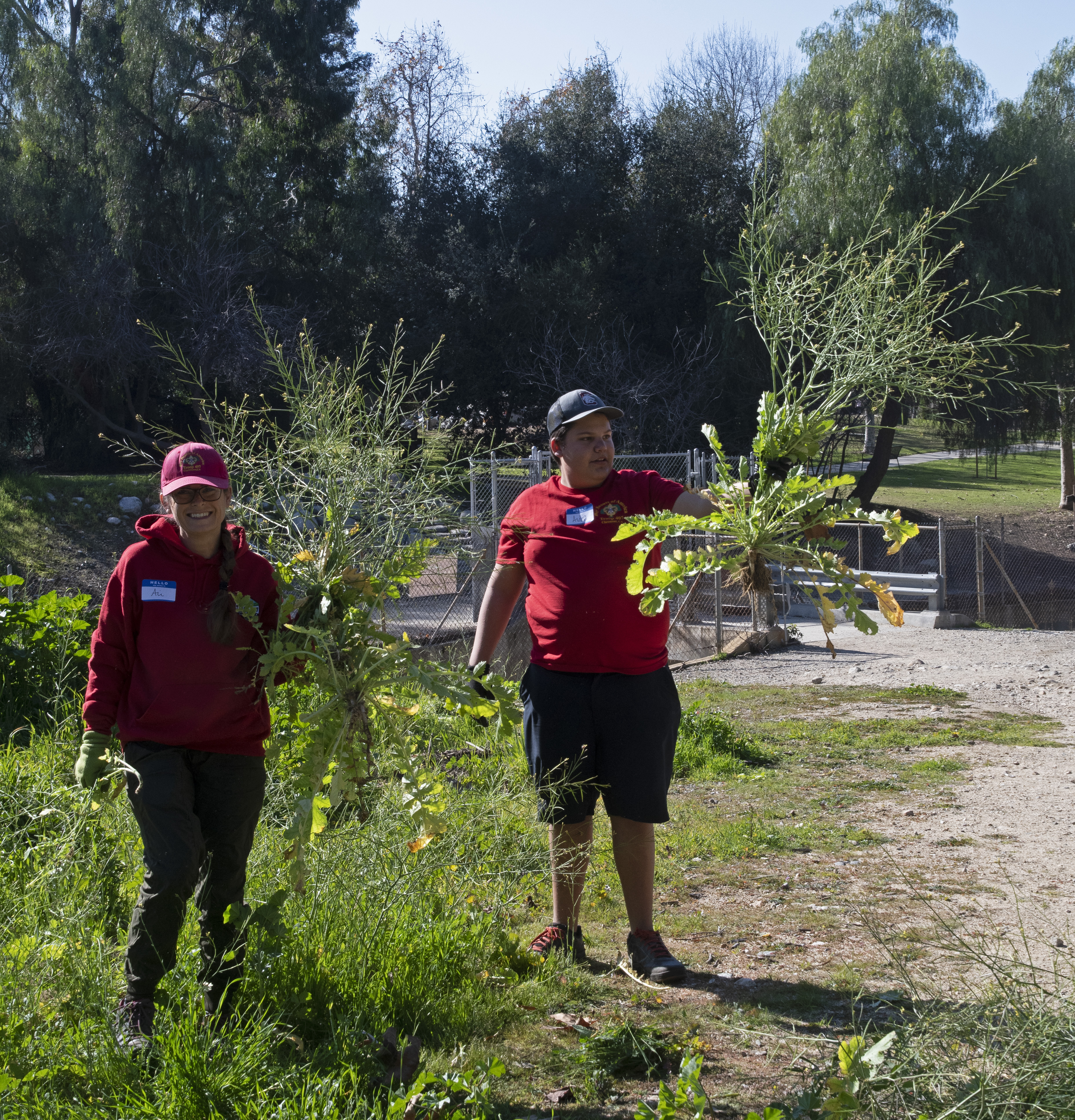Sahara Mustard Removal on the Sycamore Canyon Trail – Friends of the ...