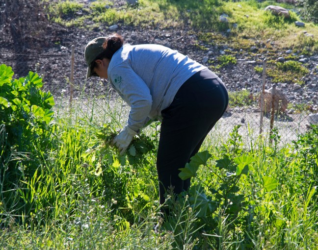 Sahara Mustard Removal on the Sycamore Canyon Trail – Friends of the ...