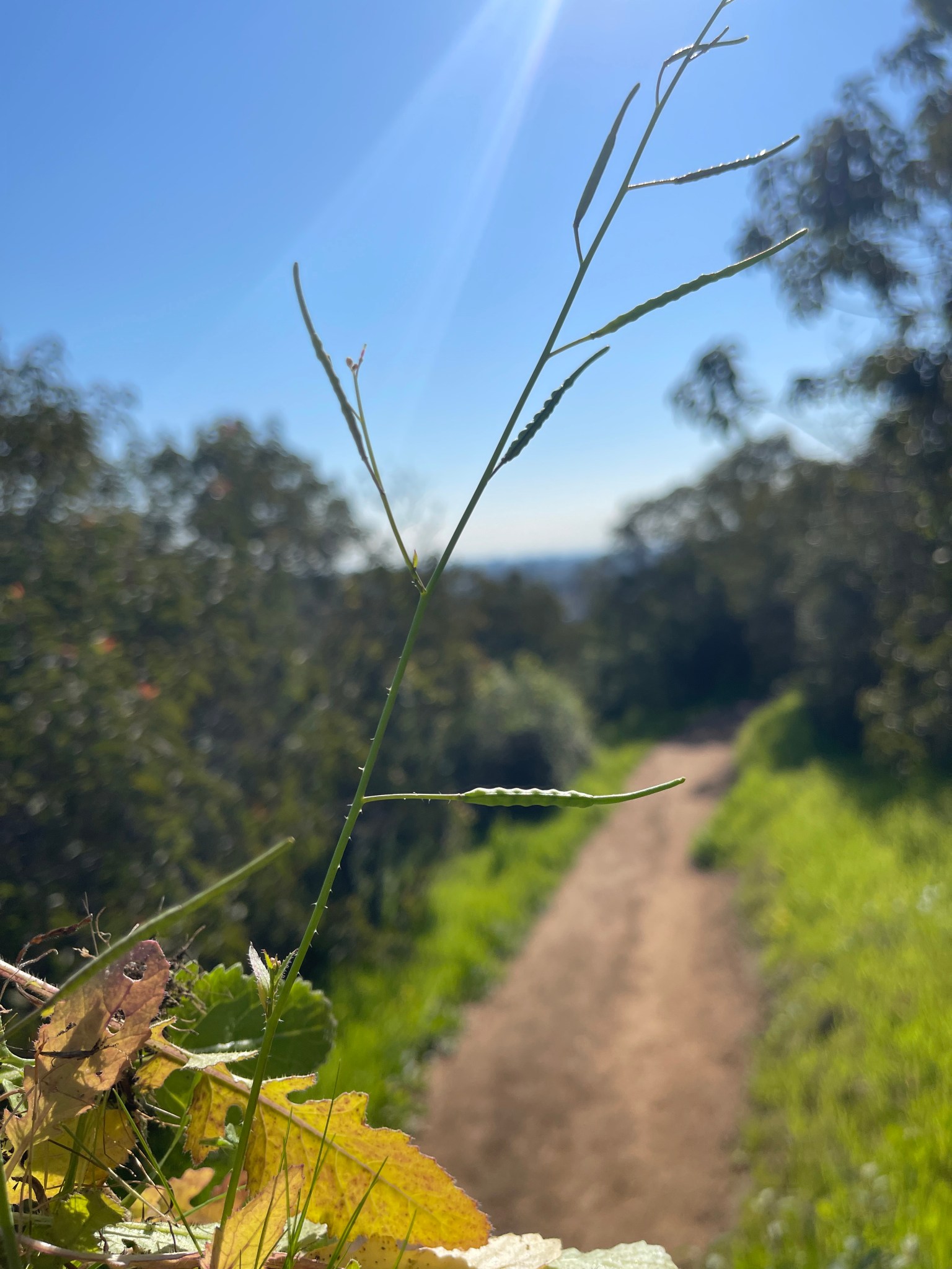 Sahara Mustard Removal on the Sycamore Canyon Trail – Friends of the ...