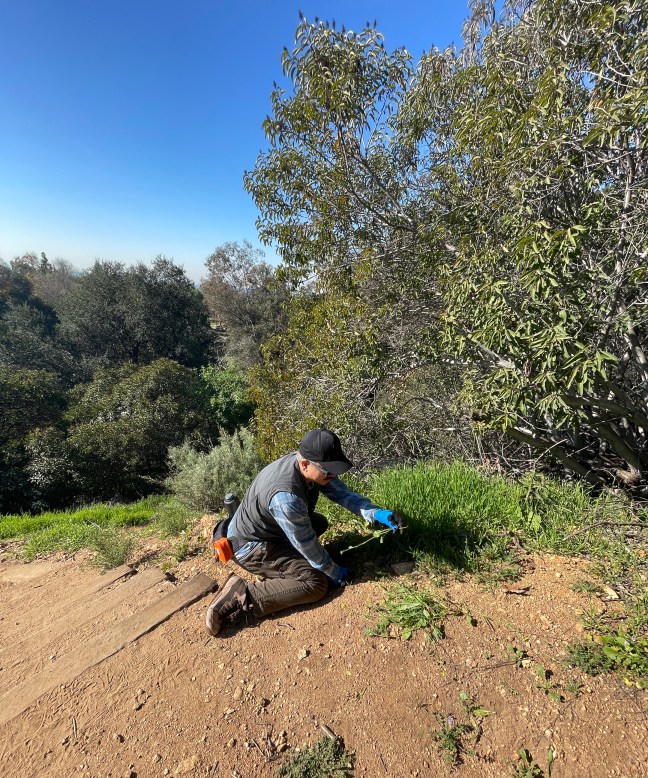 Sahara Mustard Removal on the Sycamore Canyon Trail – Friends of the ...