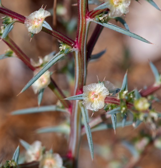 Russian Thistles get the heave-ho – Friends of the Claremont Hills ...